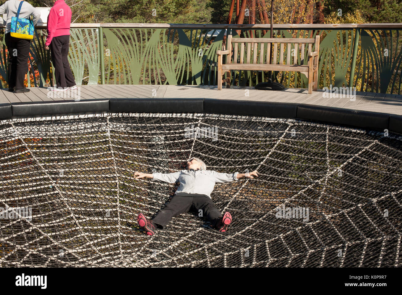 Giant Spider's orb web on the Wild Walk at the Wild Center at Tupper ...