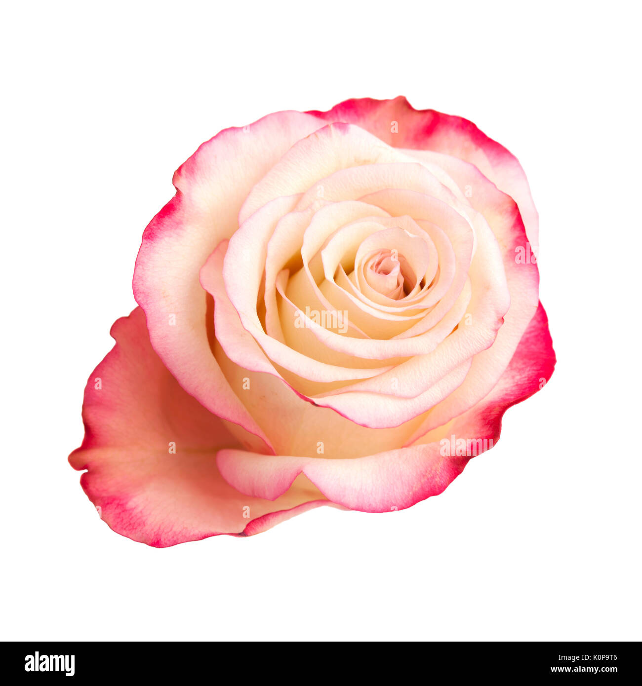 cream and pink rose center floral macro background Stock Photo - Alamy