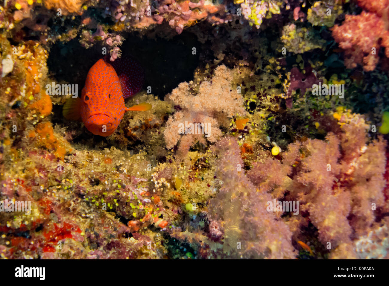 Coral trout hi-res stock photography and images - Alamy