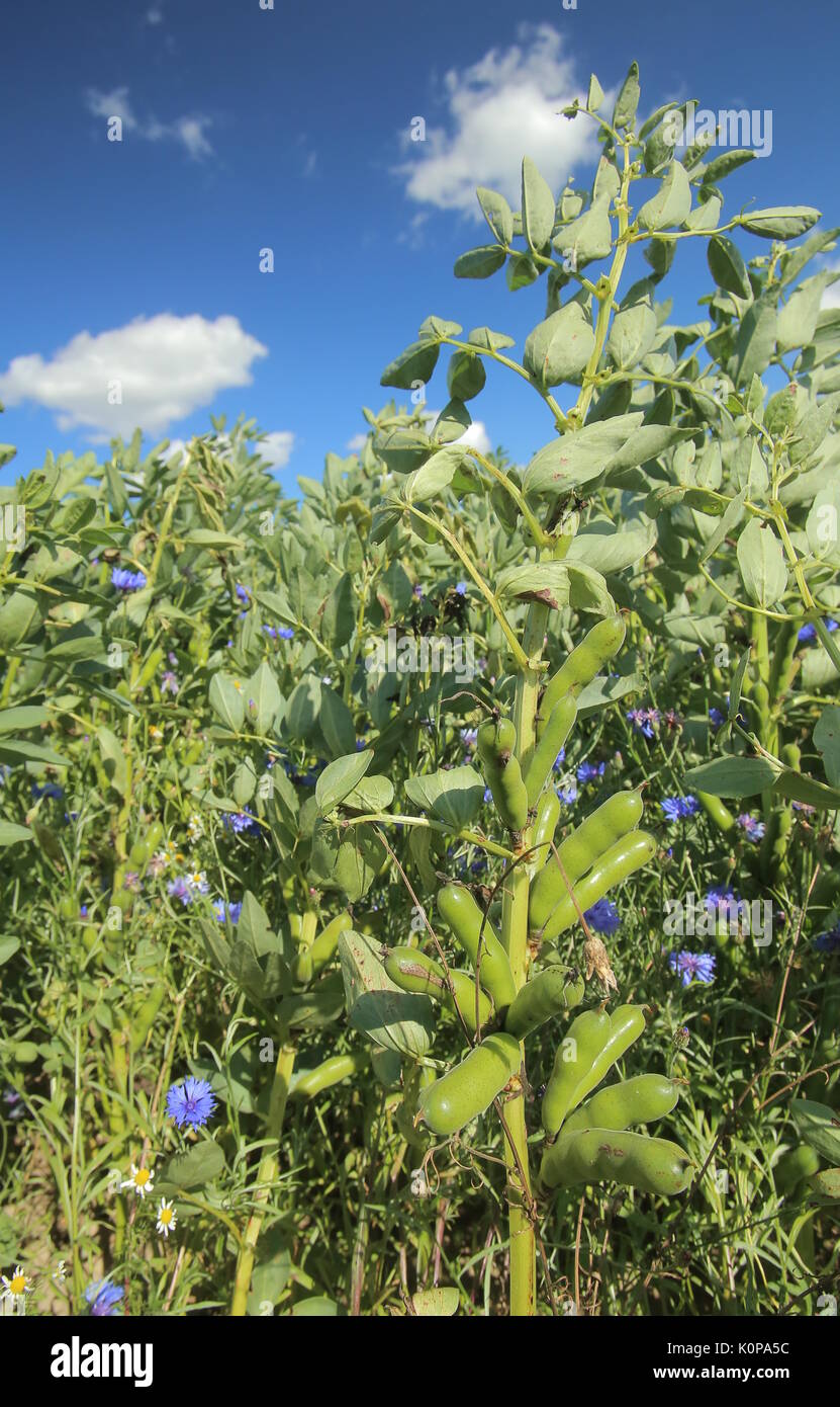 Agriculture field faba bean hi-res stock photography and images - Alamy