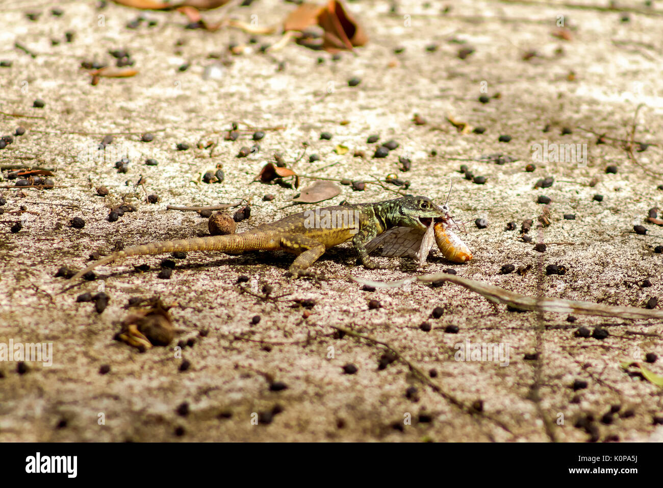 Small Lizard - Brazil Stock Photo - Alamy
