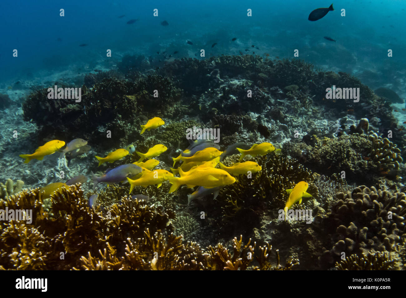 A school of yellow goatfish on the Rainbow Reef, near Taveuni, Fiji ...