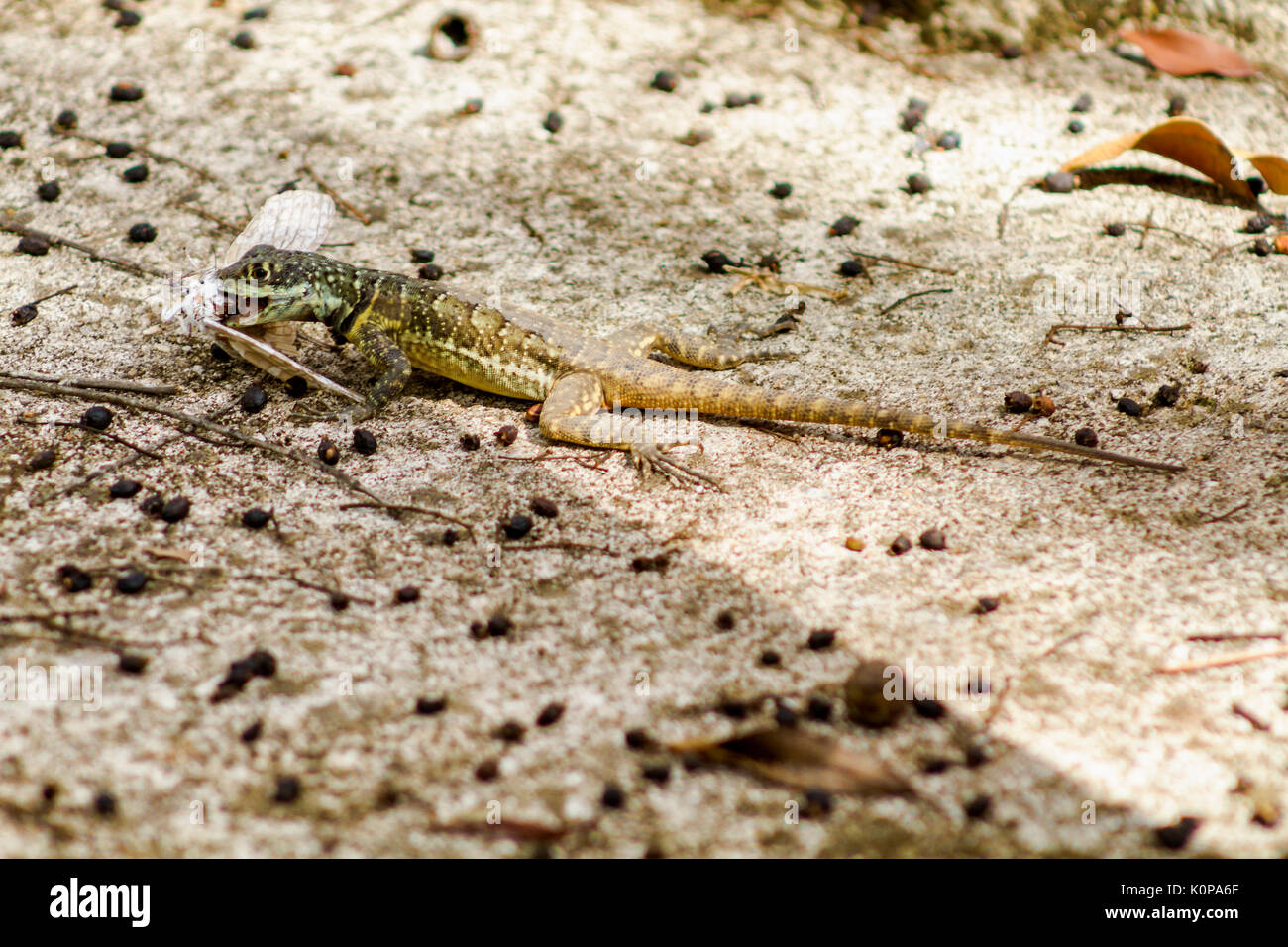 Small Lizard eating a moth - Brazil Stock Photo - Alamy
