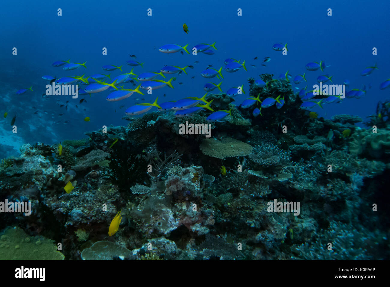 Fusilier fish hi-res stock photography and images - Alamy