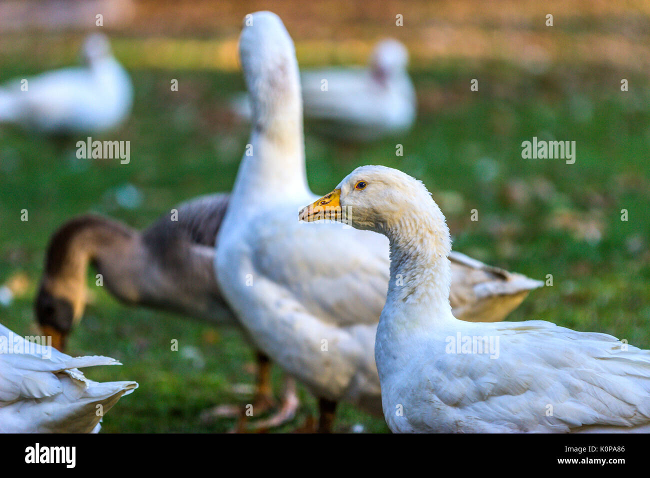 Geese in outdoor enclosure Stock Photo - Alamy