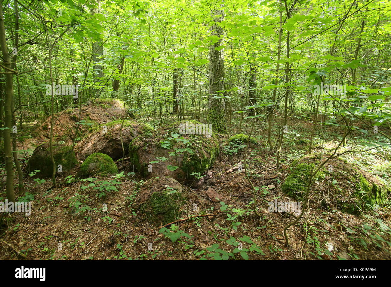 Remains of the megalithic tomb Forst Poggendorf 2 in Mecklenburg ...