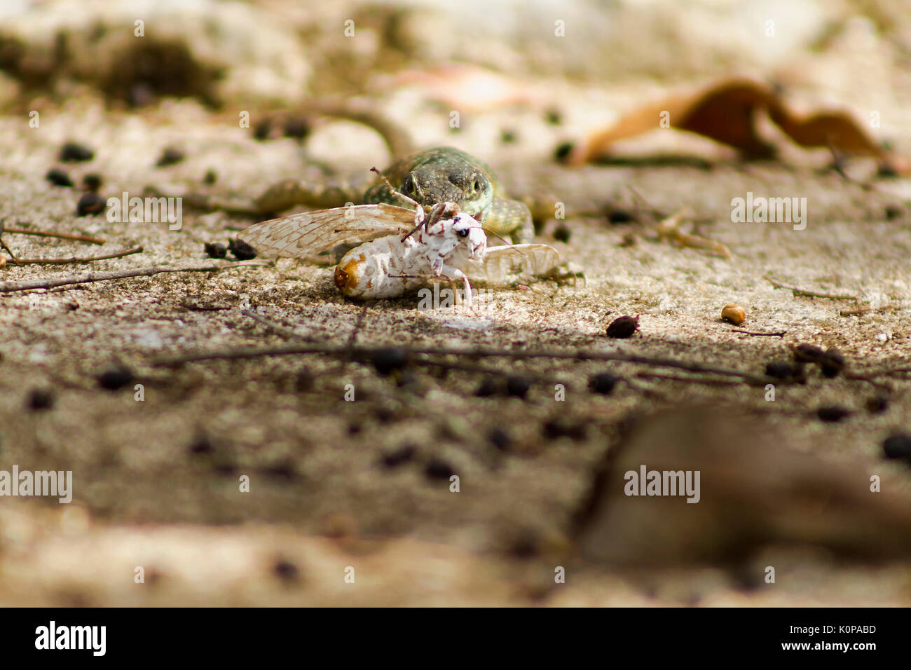 Small Lizard eating a moth - Brazil Stock Photo - Alamy