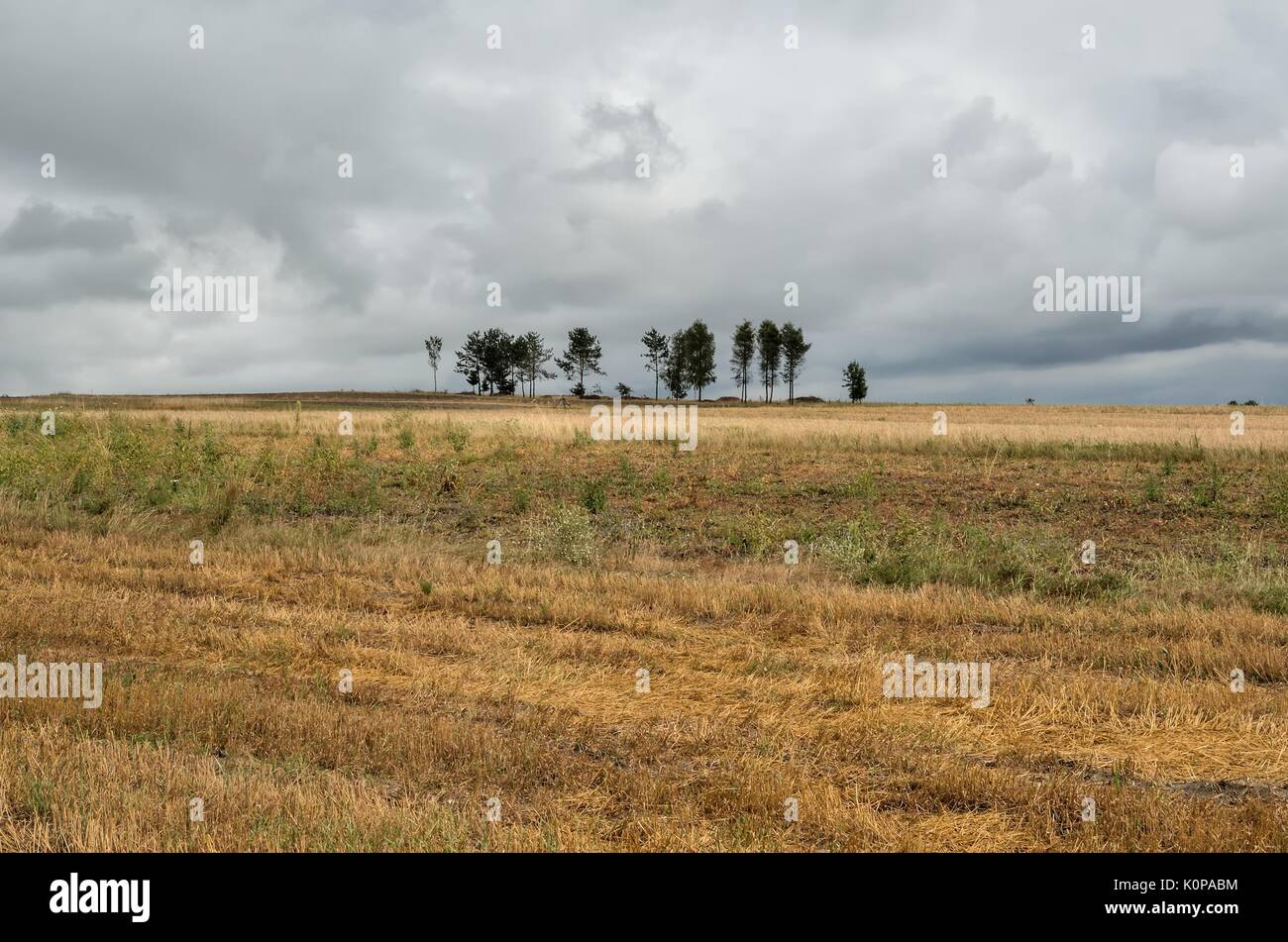 Grassland trees on cloudy hi-res stock photography and images - Alamy