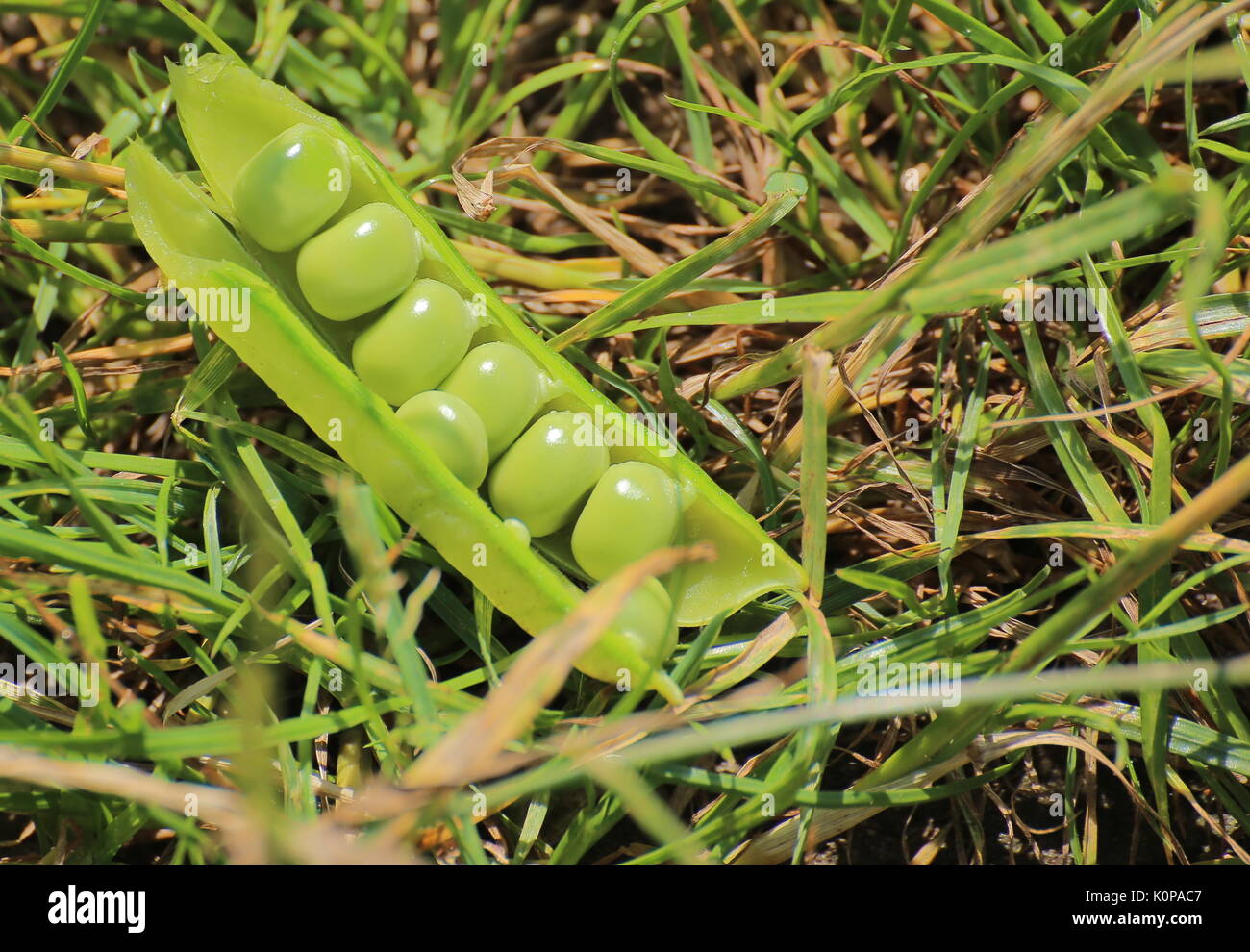 Laying grass seed hi-res stock photography and images - Alamy