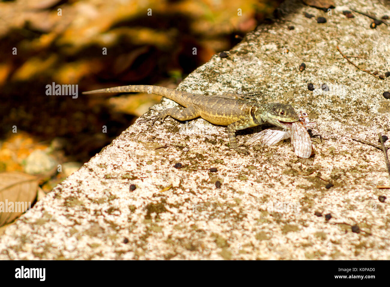 Small Lizard - Brazil Stock Photo - Alamy