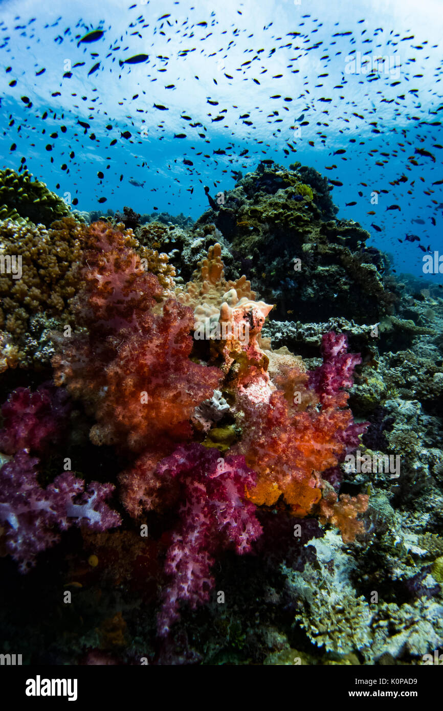 The stunning colors of the soft corals at Rainbow Reef off of Taveuni ...