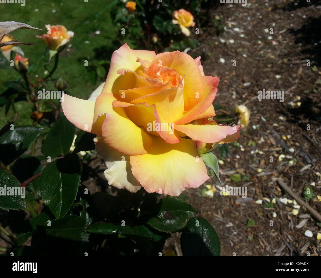 Gold Medal Rose Stock Photo - Alamy