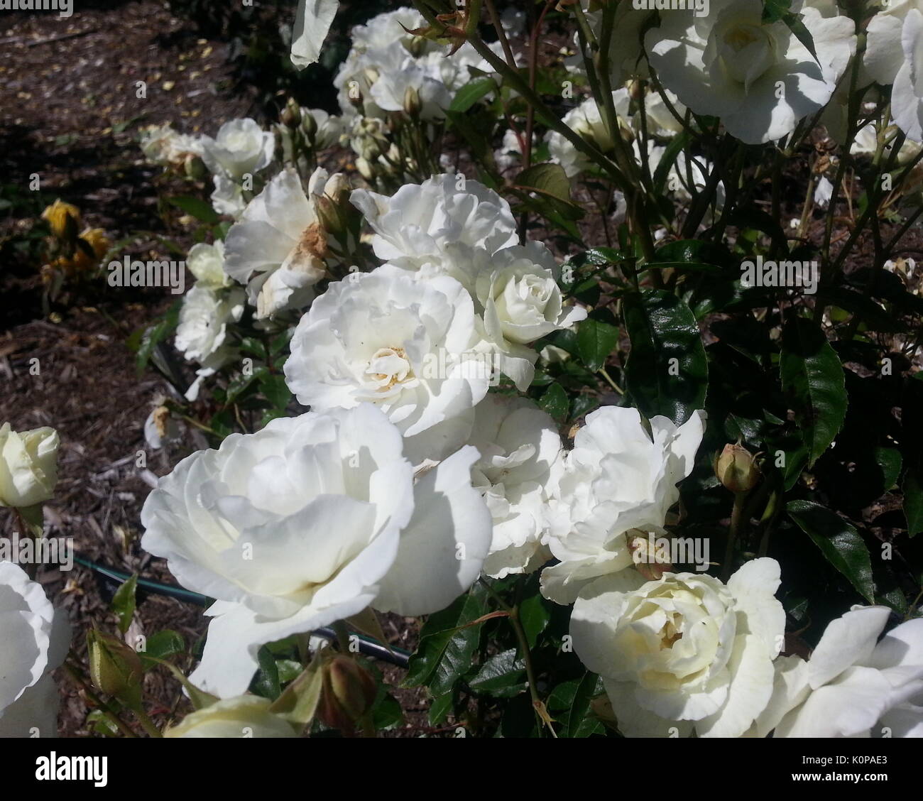 Iceberg roses hi-res stock photography and images - Alamy