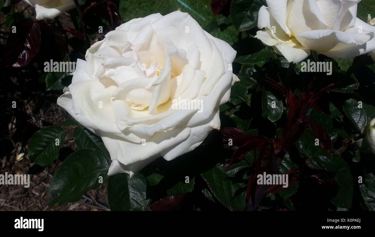 Whisper of rose hi-res stock photography and images - Alamy