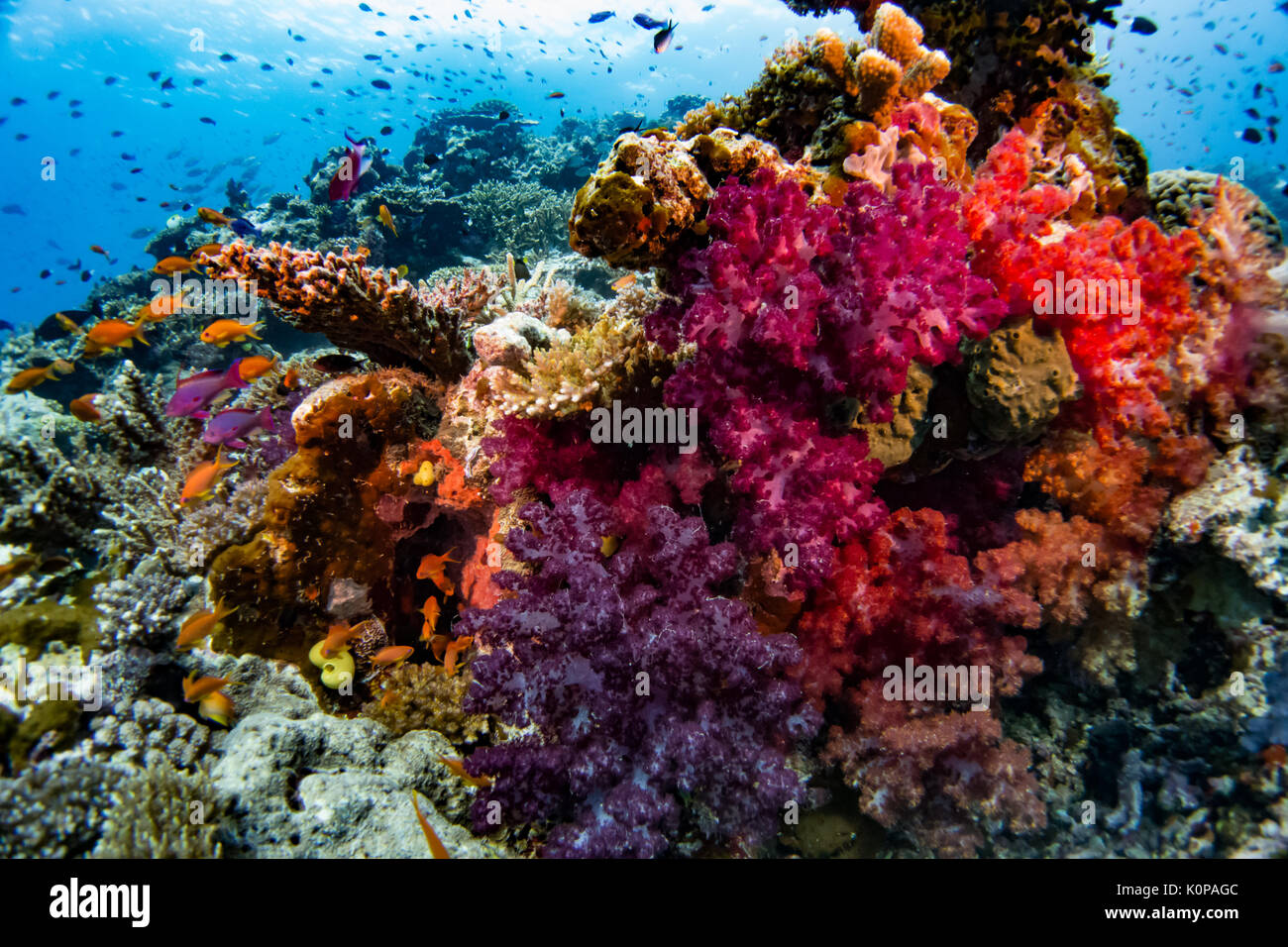 The stunning colors of the soft corals at Rainbow Reef off of Taveuni ...