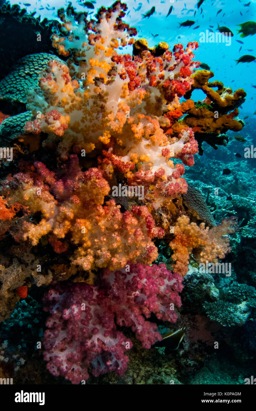 The stunning colors of the soft corals at Rainbow Reef off of Taveuni ...