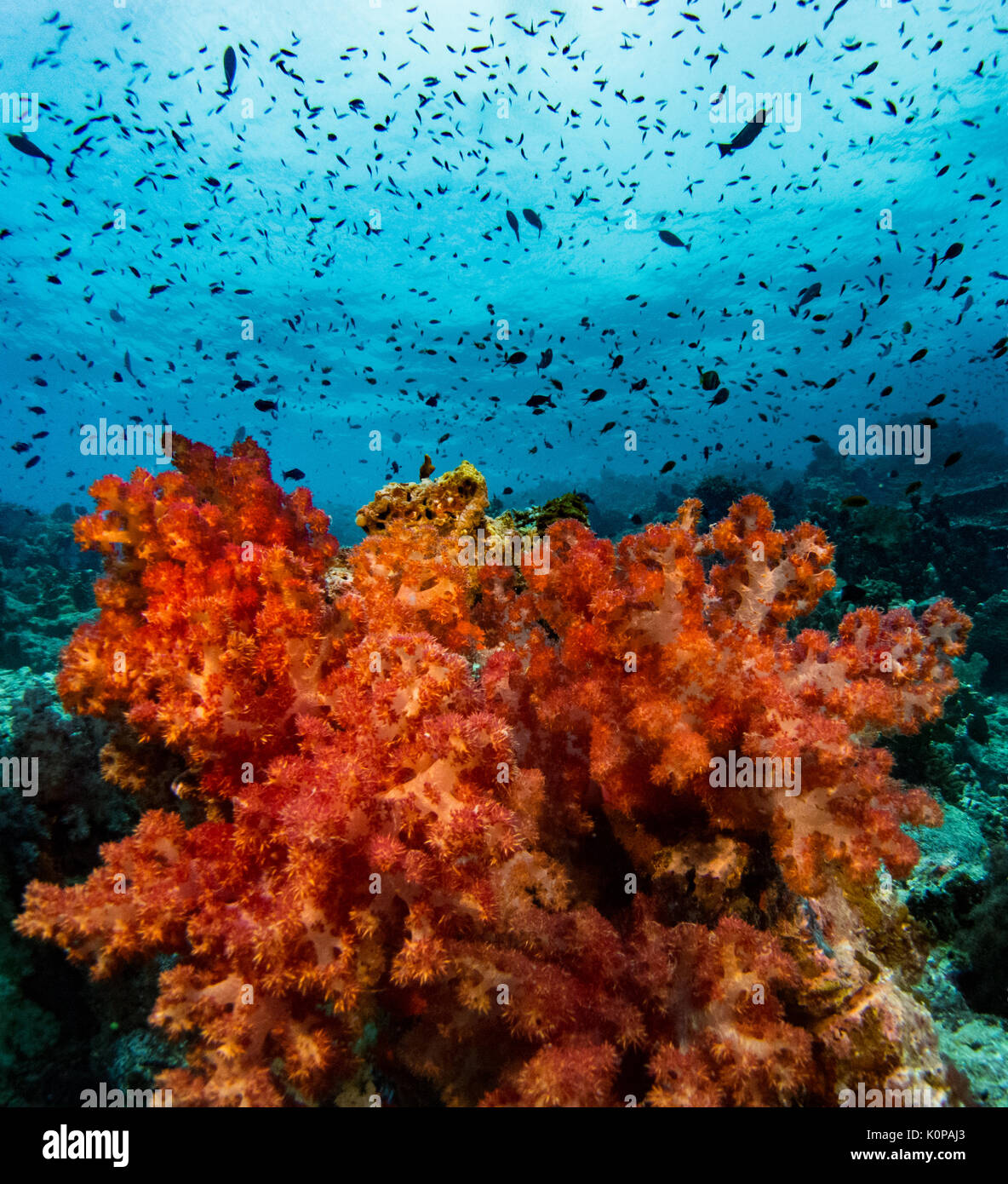 The stunning colors of the soft corals at Rainbow Reef off of Taveuni ...