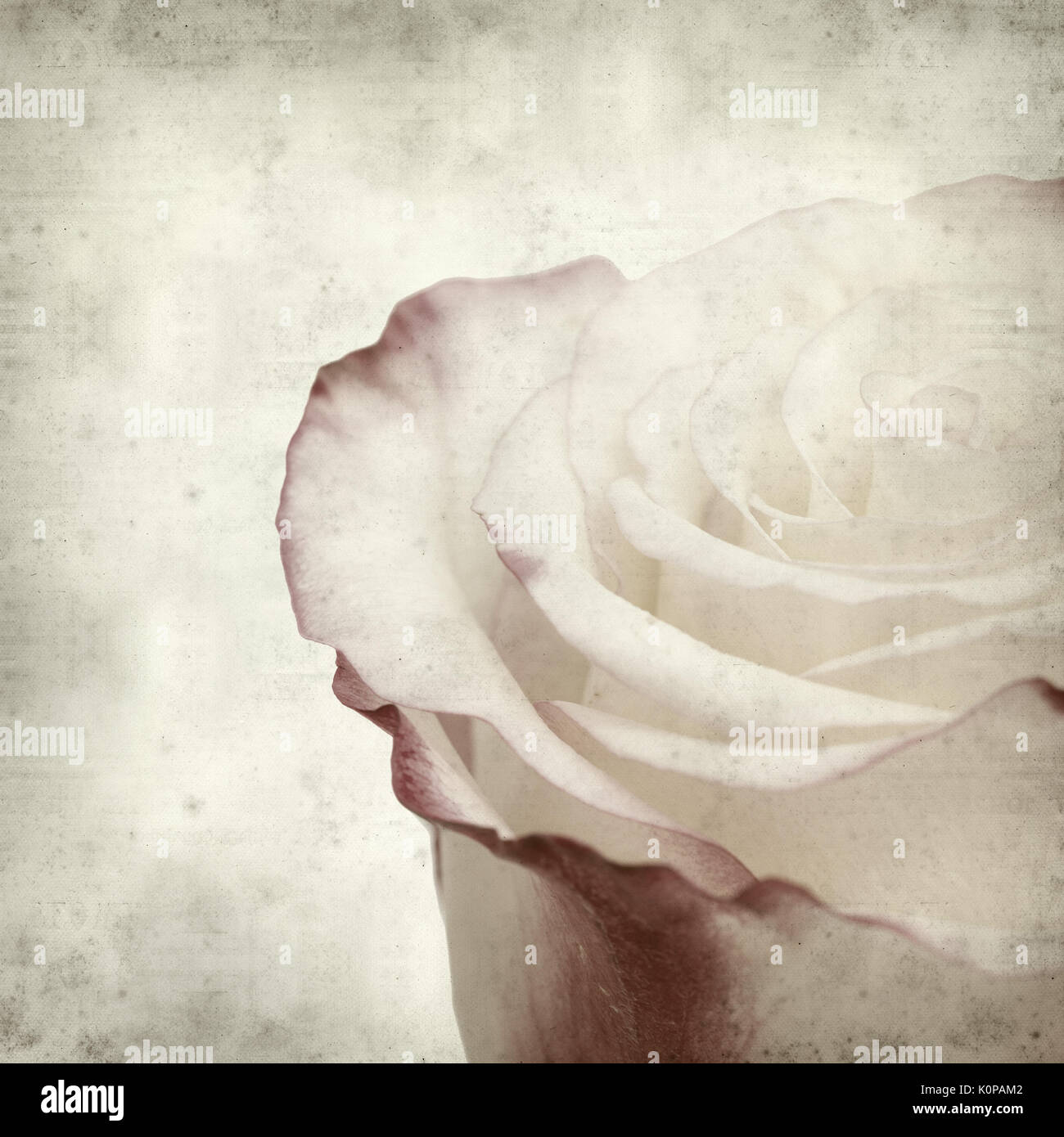 textured old paper background with beautiful cream and pink rose flower ...