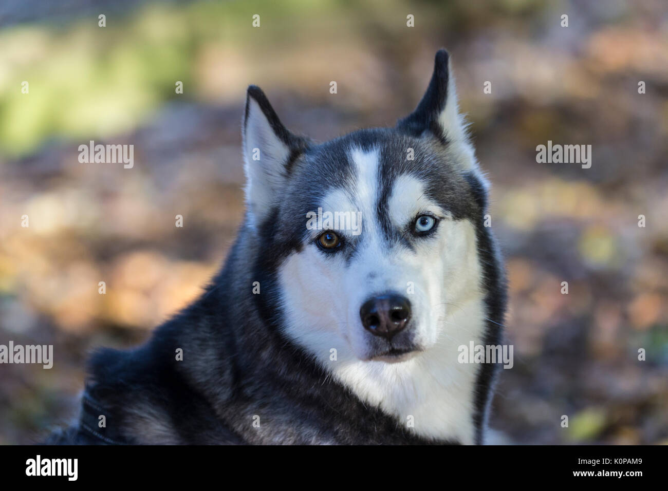 Siberian Husky watching Stock Photo - Alamy
