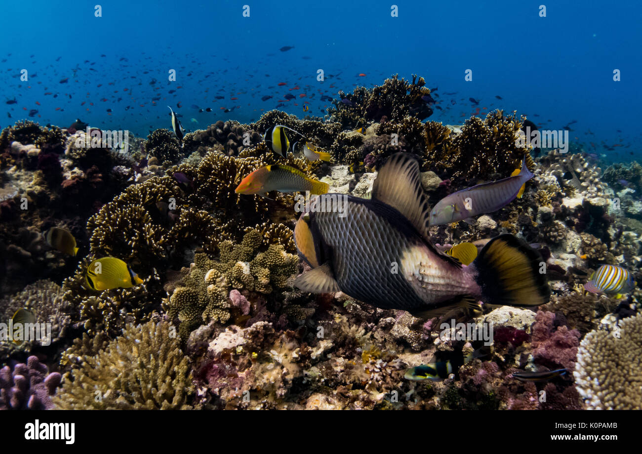A Titan triggerfish draws a crowd of other fish as it chomps on an ...
