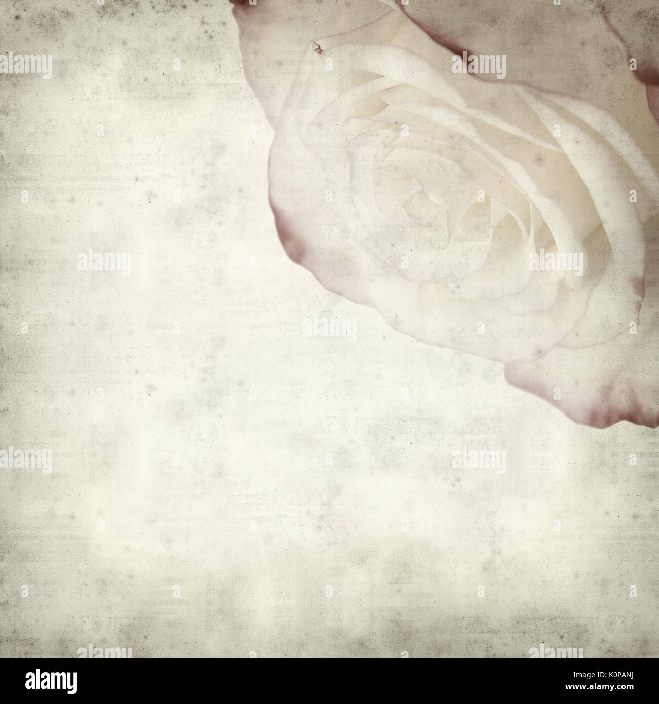 textured old paper background with beautiful cream and pink rose flower ...