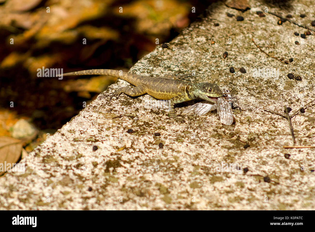 Small Lizard eating a moth - Brazil Stock Photo - Alamy