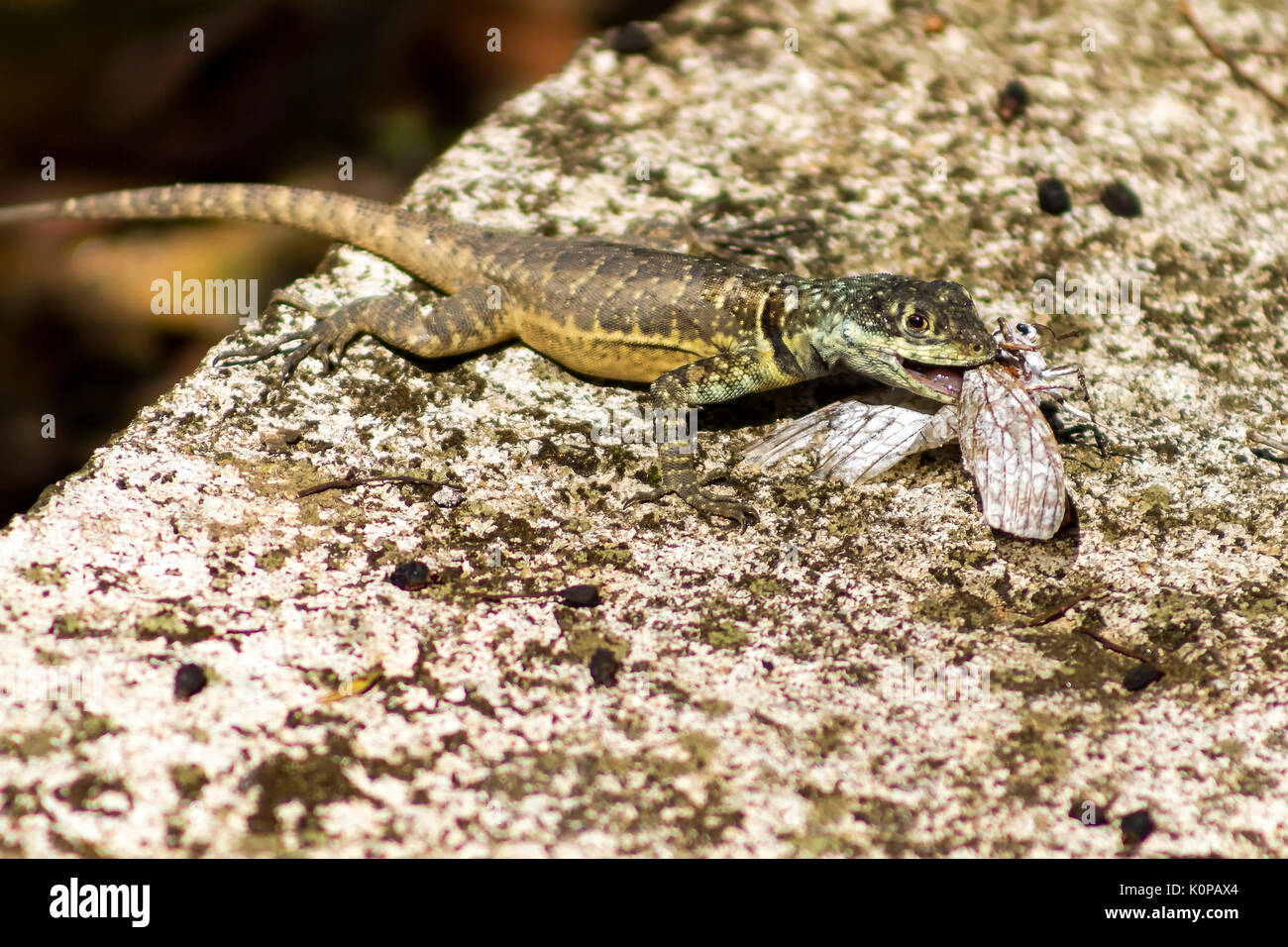 Small Lizard eating a moth - Brazil Stock Photo - Alamy