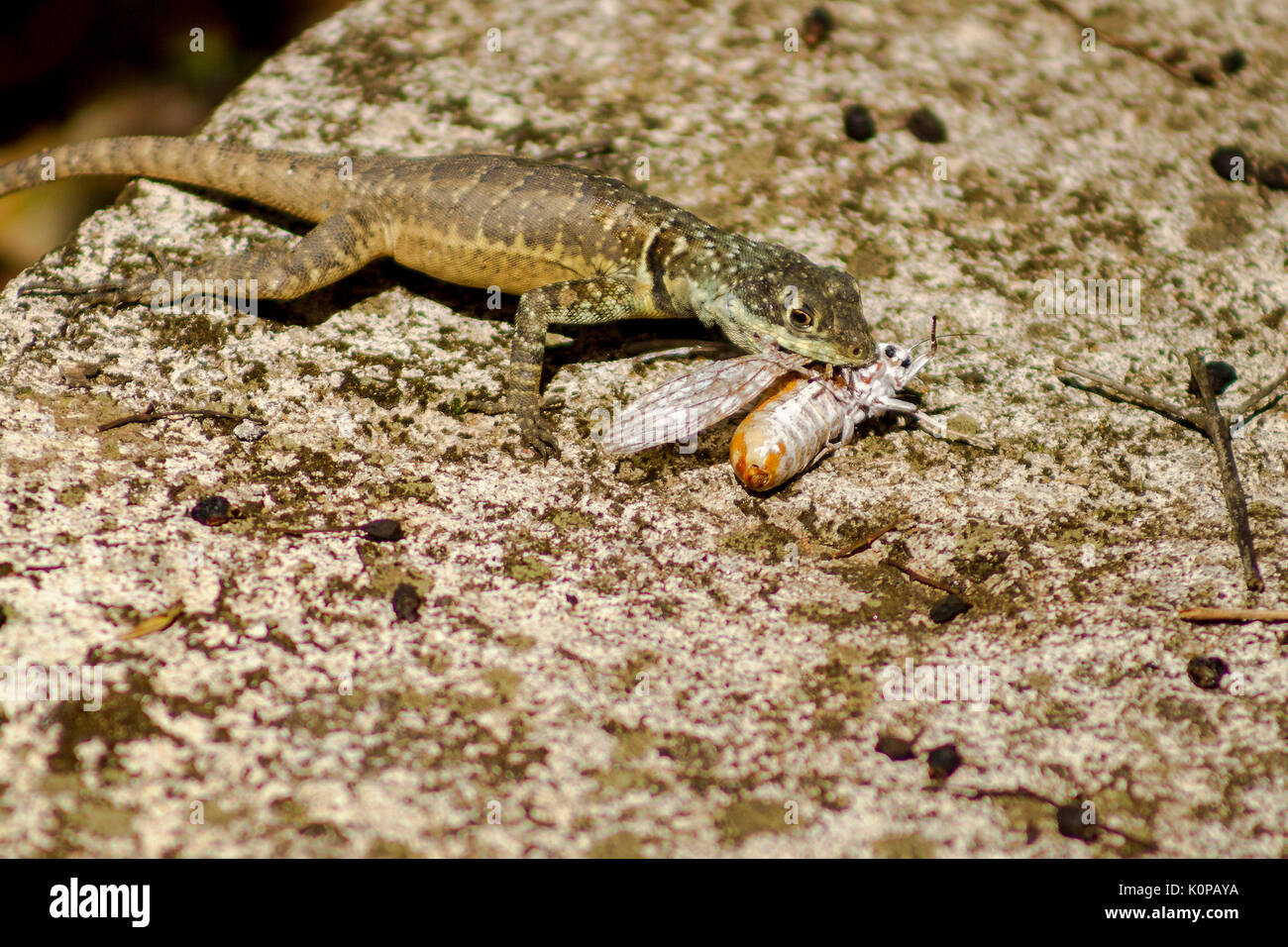 Tropidurus oreadicus hi-res stock photography and images - Alamy
