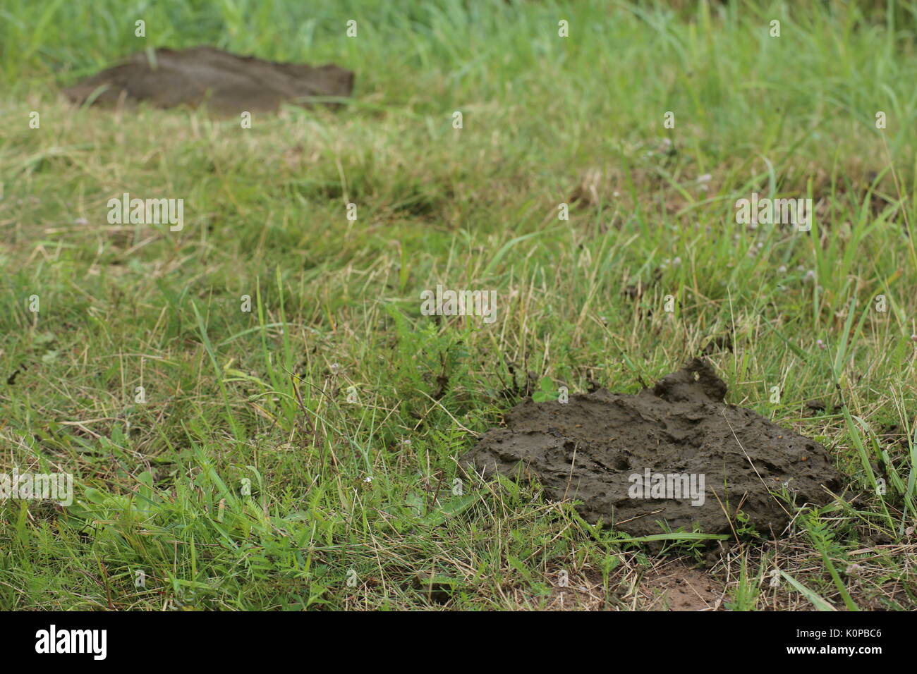 Small cow droppings on a natural meadow Stock Photo - Alamy