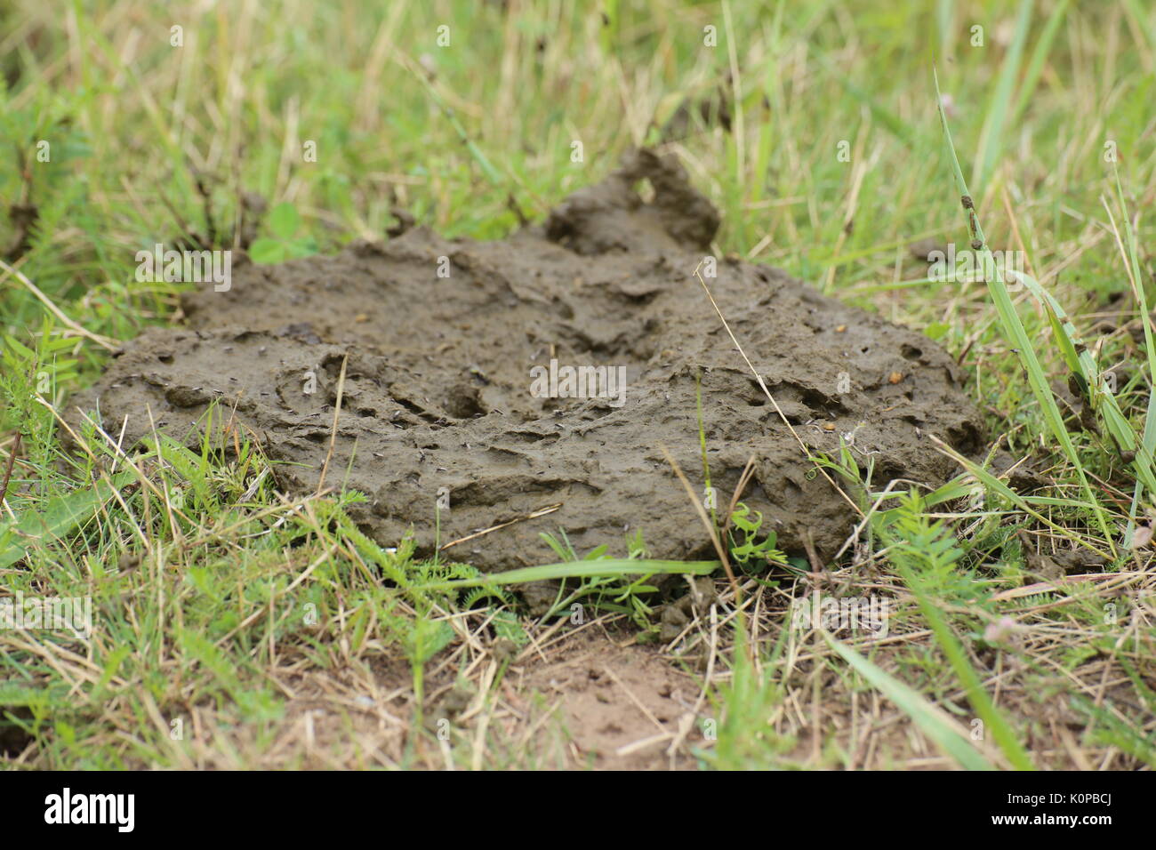 Small cow droppings on a natural meadow Stock Photo - Alamy