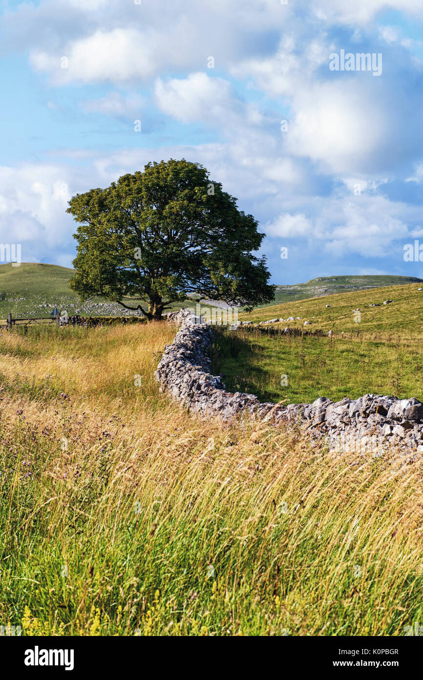 English sycamore tree hi-res stock photography and images - Alamy