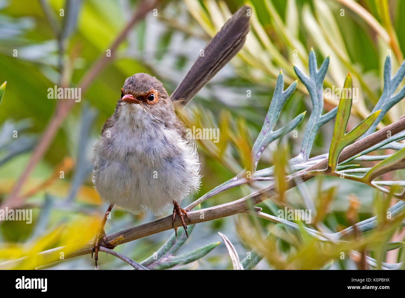 Superb fairy wren female Stock Photo - Alamy