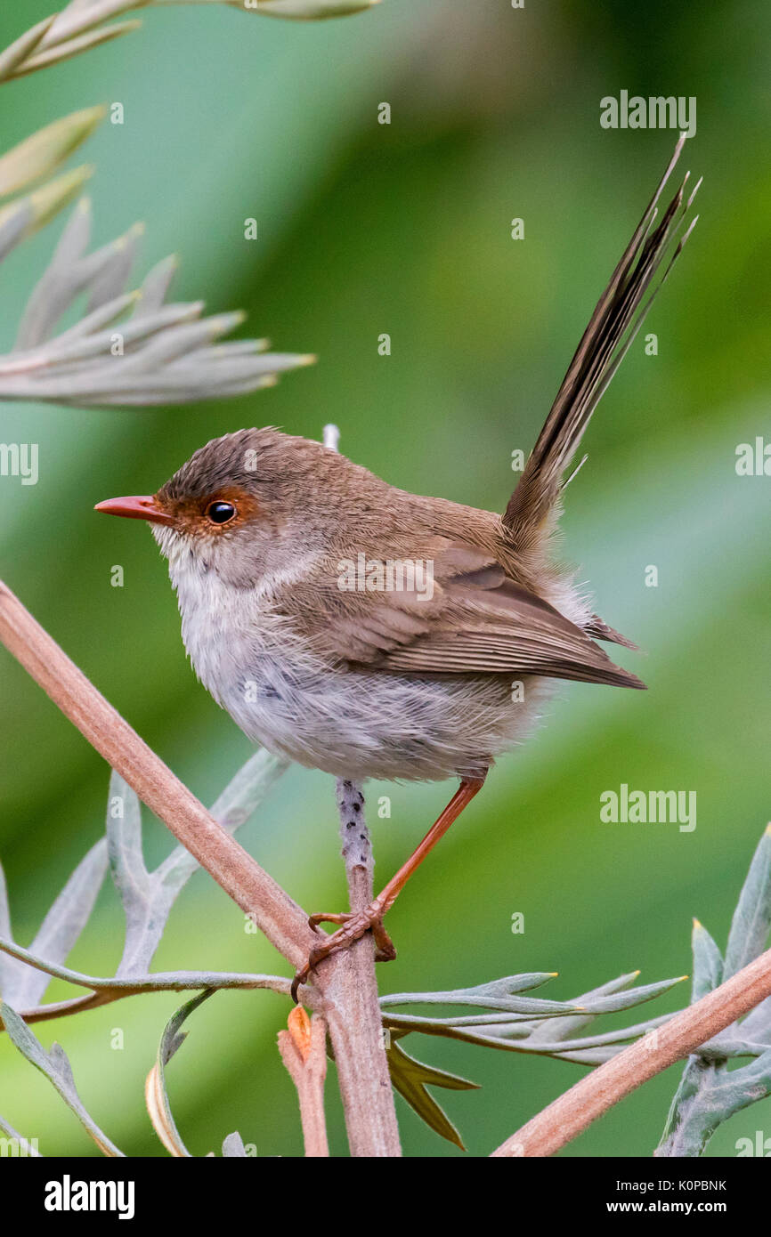 Wren flying hi-res stock photography and images - Alamy