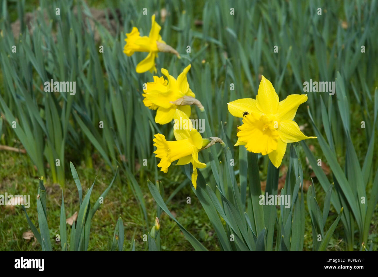daffodils in meadow Stock Photo - Alamy