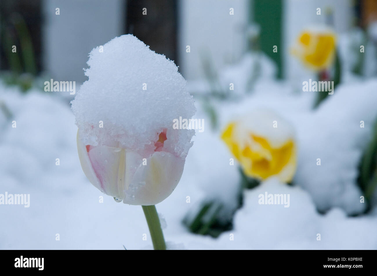 Tulips in snow hi-res stock photography and images - Alamy