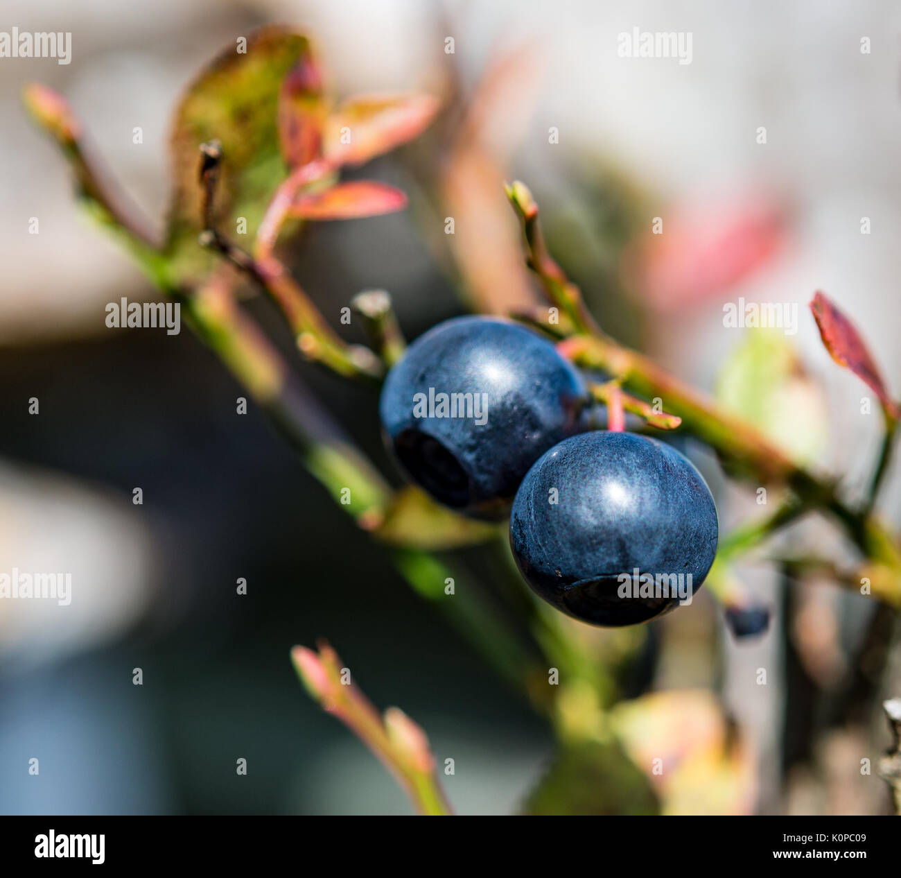 Bilberries hi-res stock photography and images - Alamy