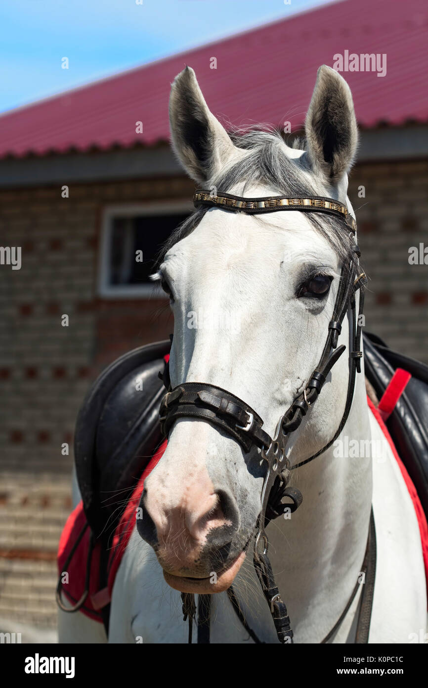 White horse light closeup hi-res stock photography and images - Alamy