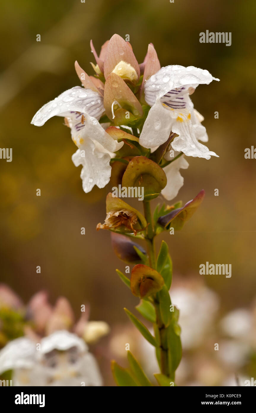 Outback flowers hi-res stock photography and images - Alamy
