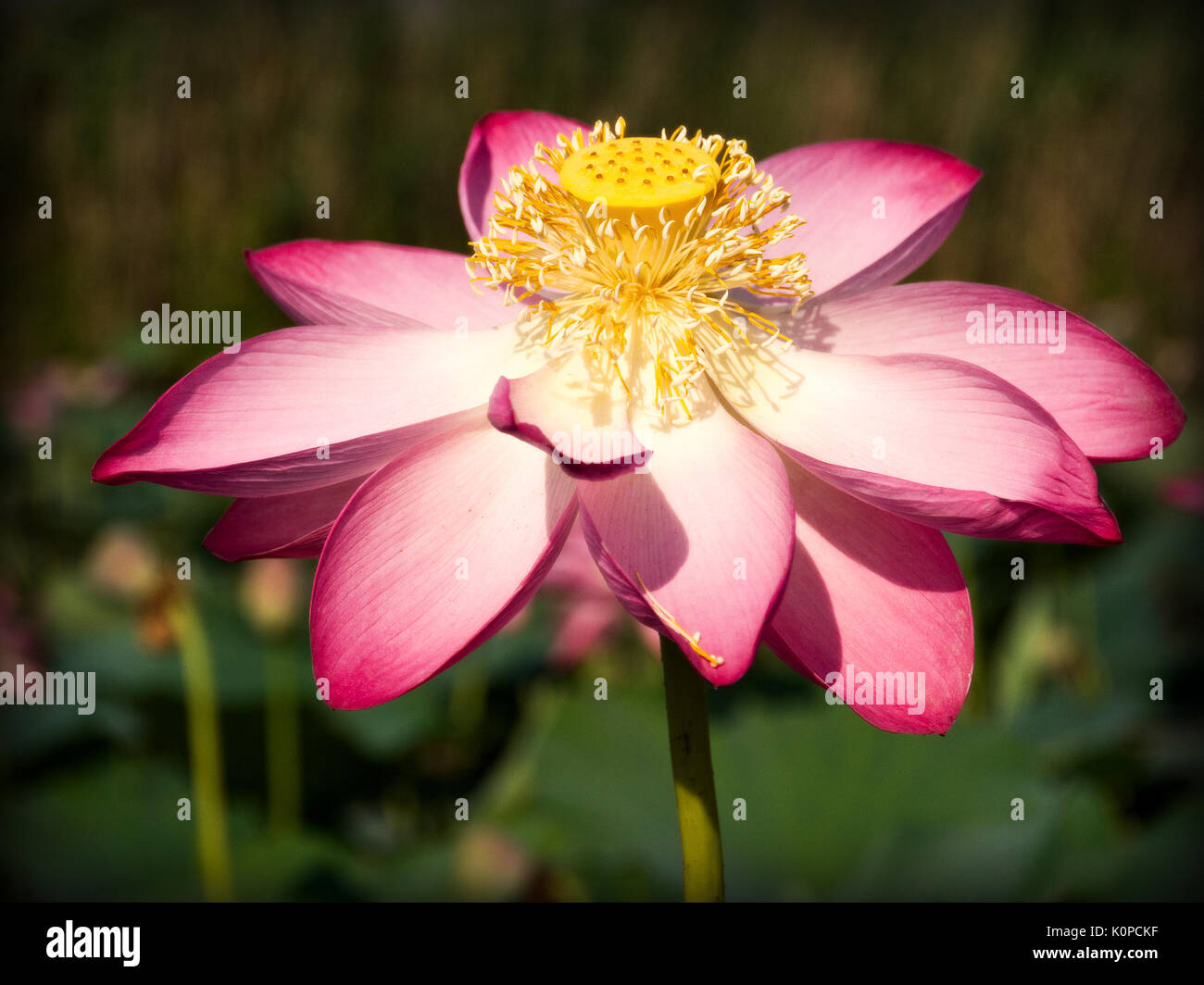 Nature details: lotus (nelumbo) flower closeup with purple or rose ...
