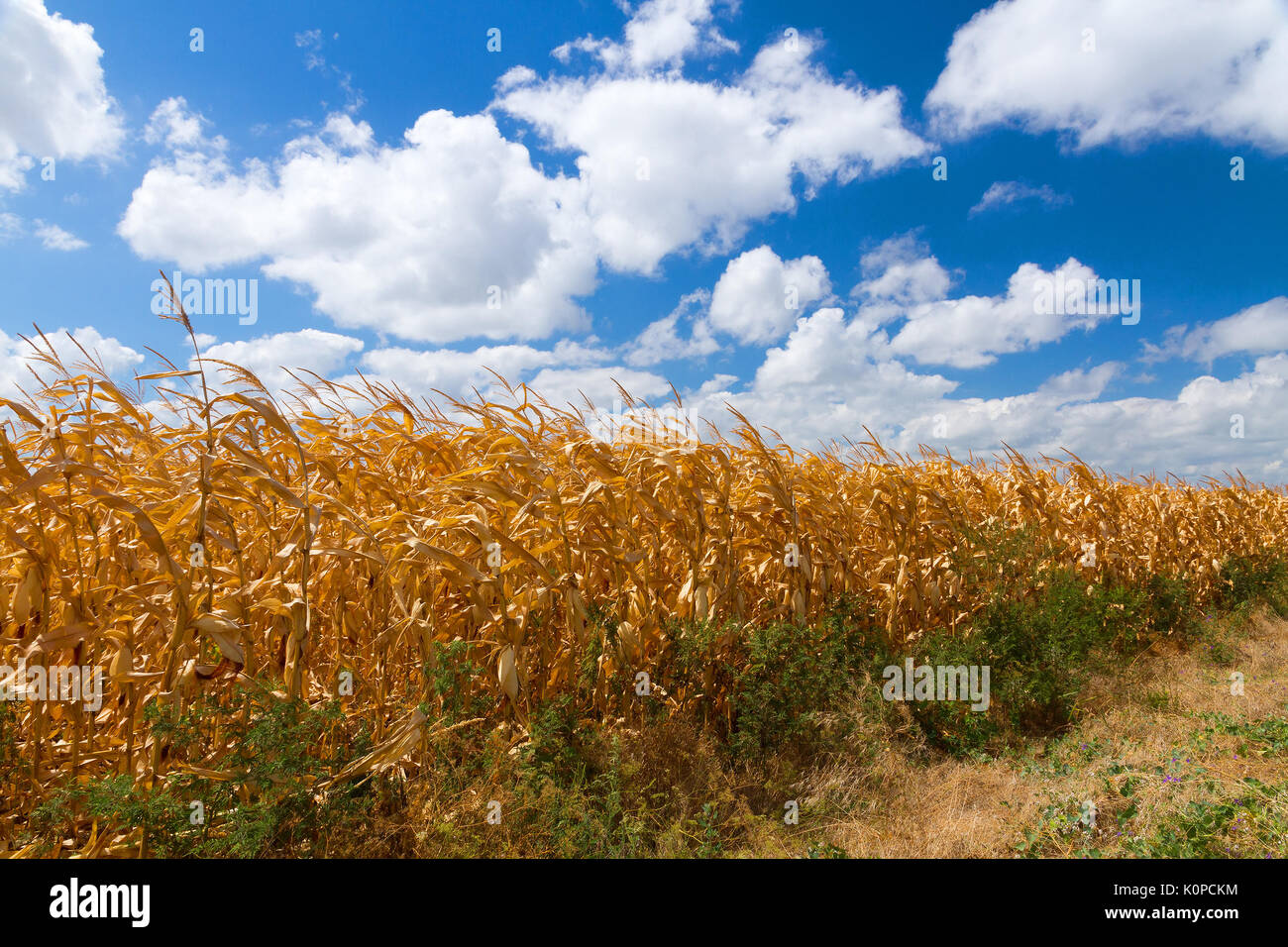Agriculture rural summer landscape with indian corn field, dry yellow ...