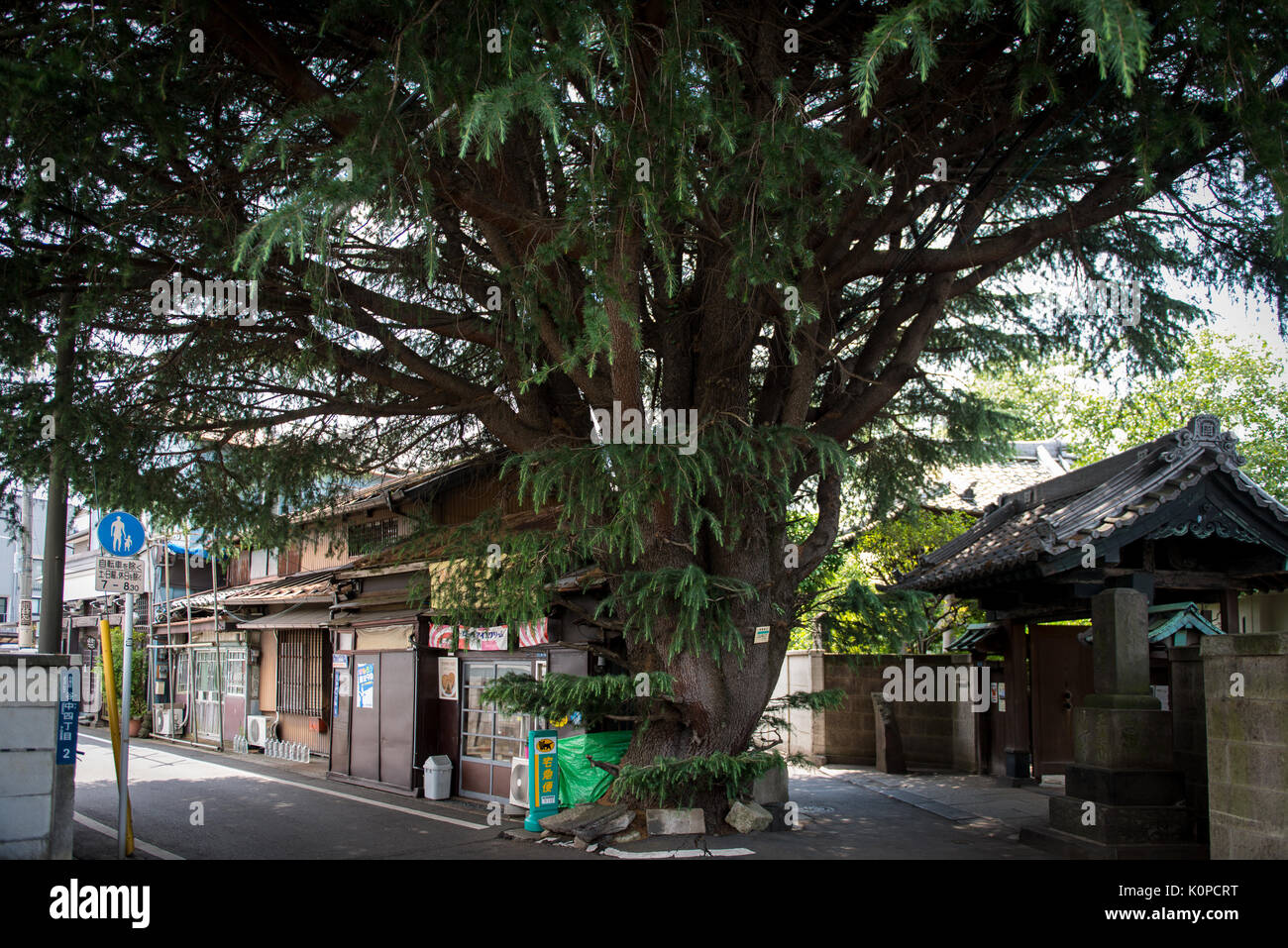 Large tree in front of a house in Tokyo Stock Photo - Alamy