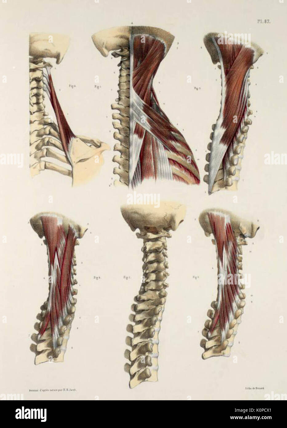 Neck Cervical Vertebrae Stock Photos & Neck Cervical Vertebrae Stock ...
