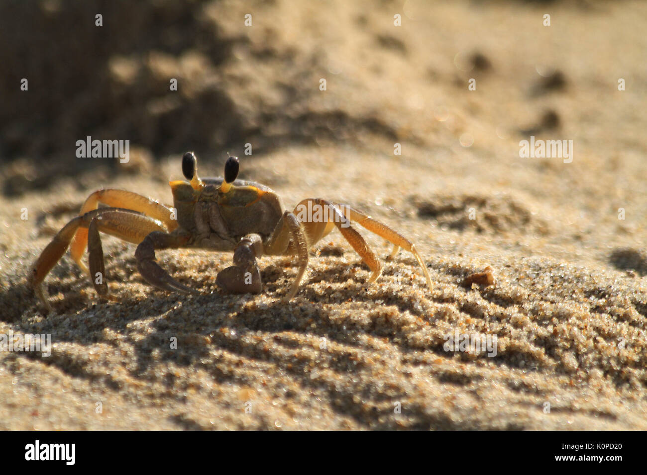 Virginia Crabs High Resolution Stock Photography and Images - Alamy