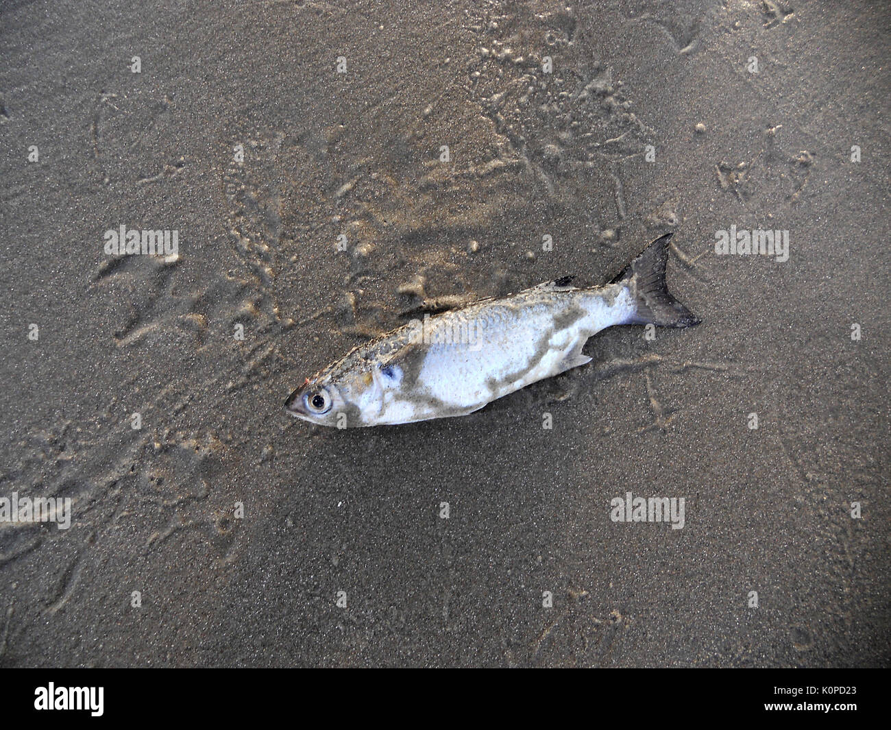 Rotted fish hi-res stock photography and images - Alamy