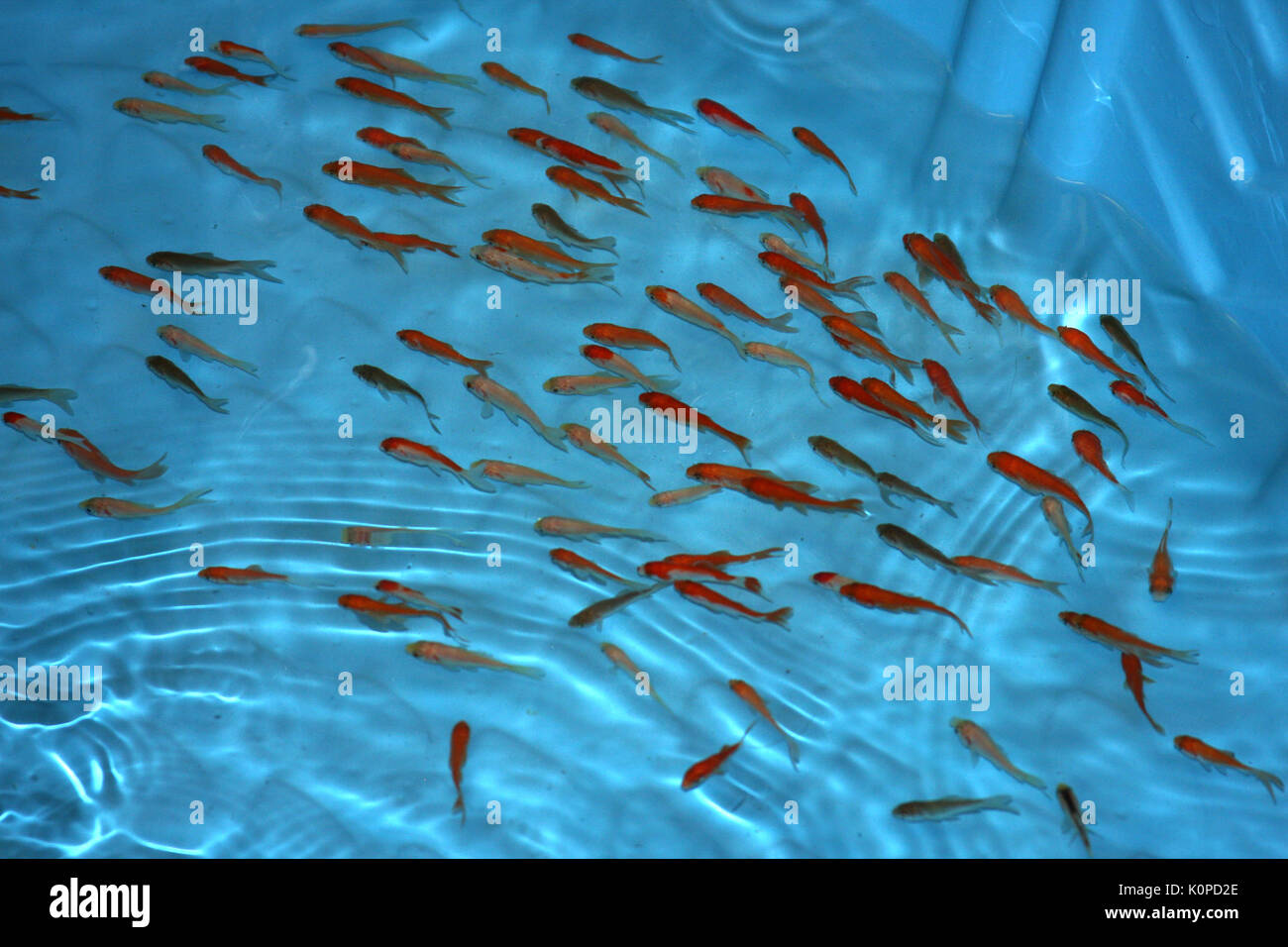 Beta fish in small pool Stock Photo - Alamy