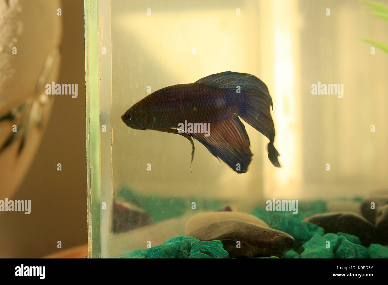 Blue beta fish in small tank indoors Stock Photo - Alamy
