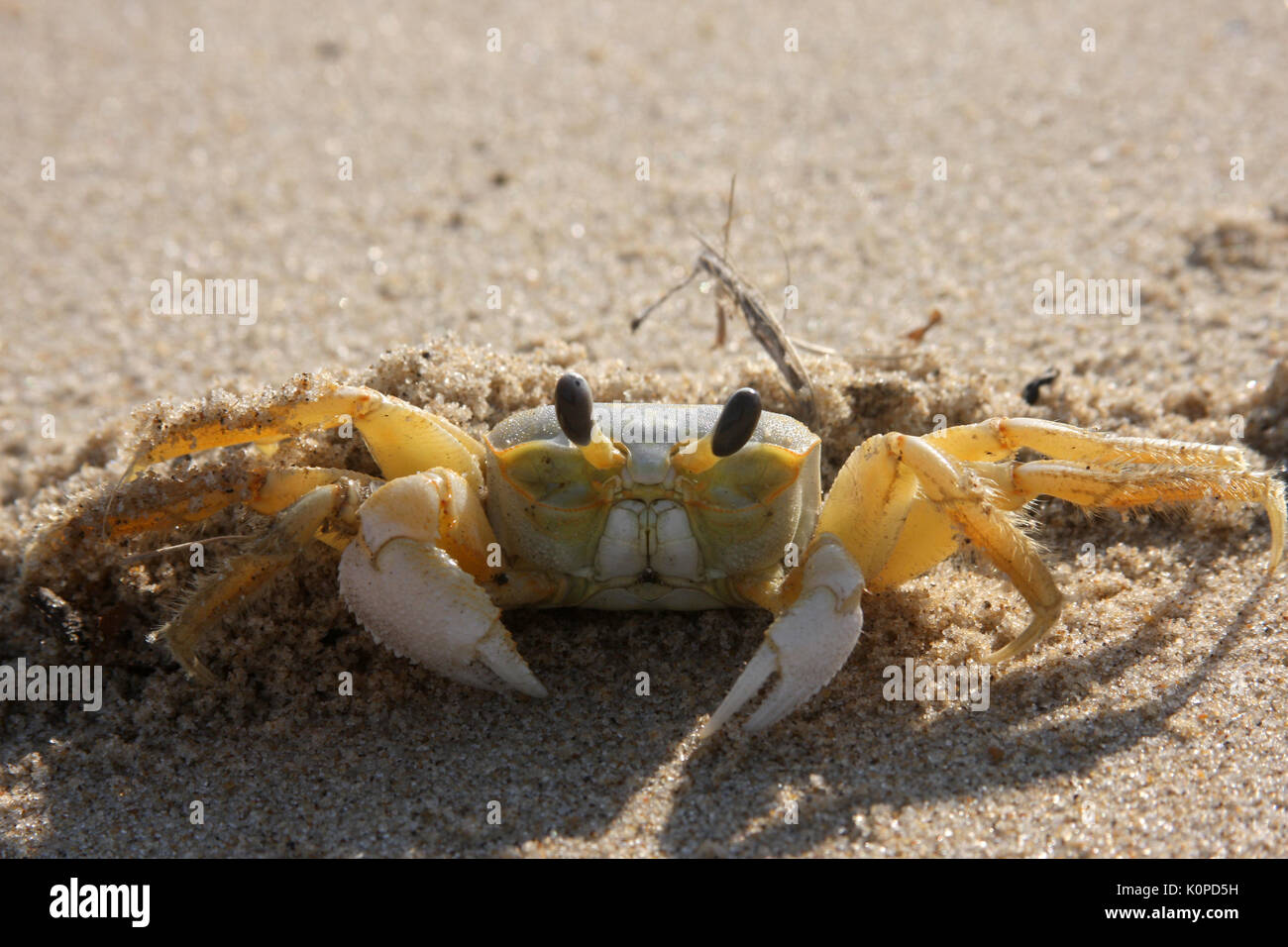 Crustacean Gills Stock Photos & Crustacean Gills Stock Images - Alamy
