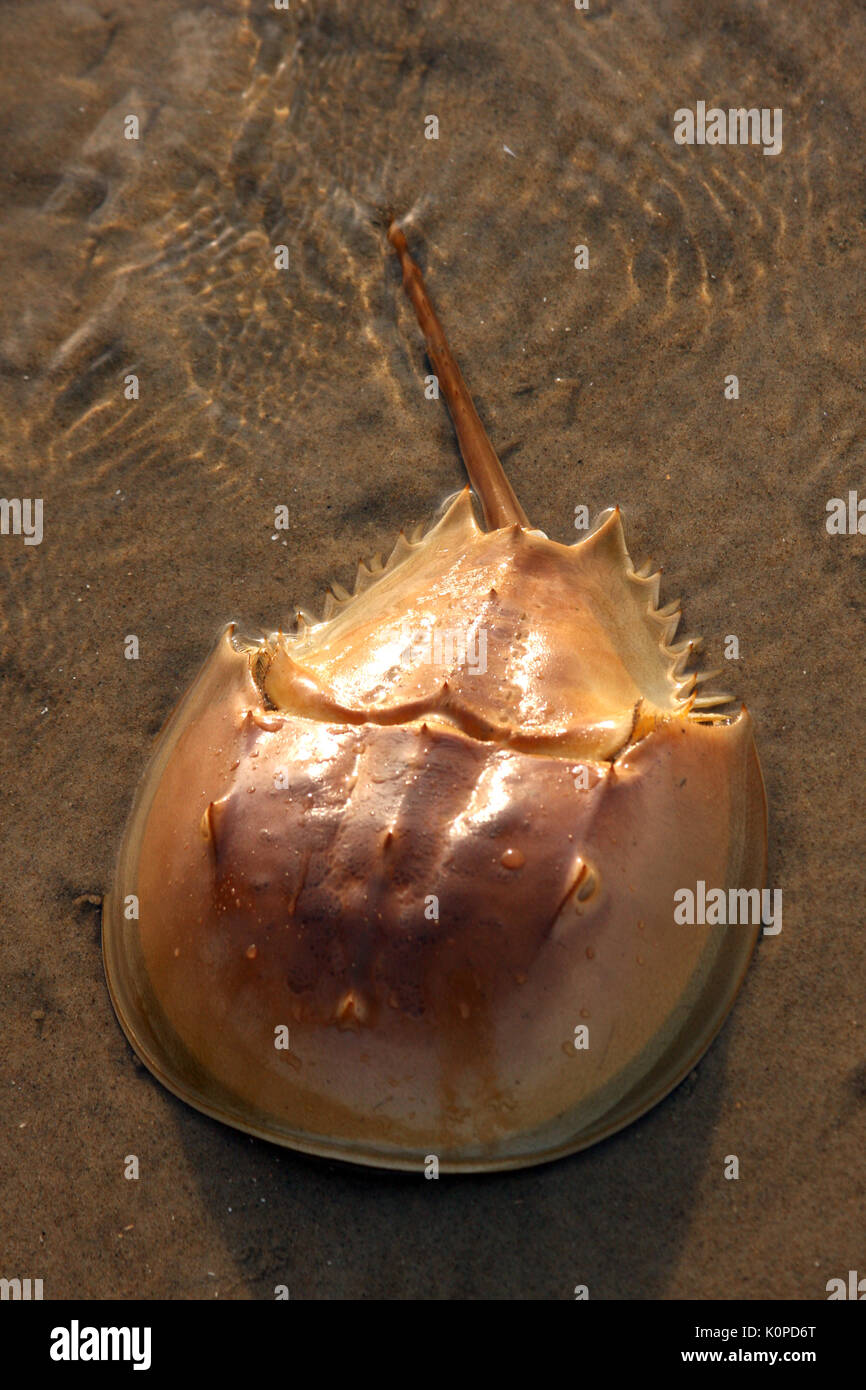 Horseshoe crab fossil hi-res stock photography and images - Alamy
