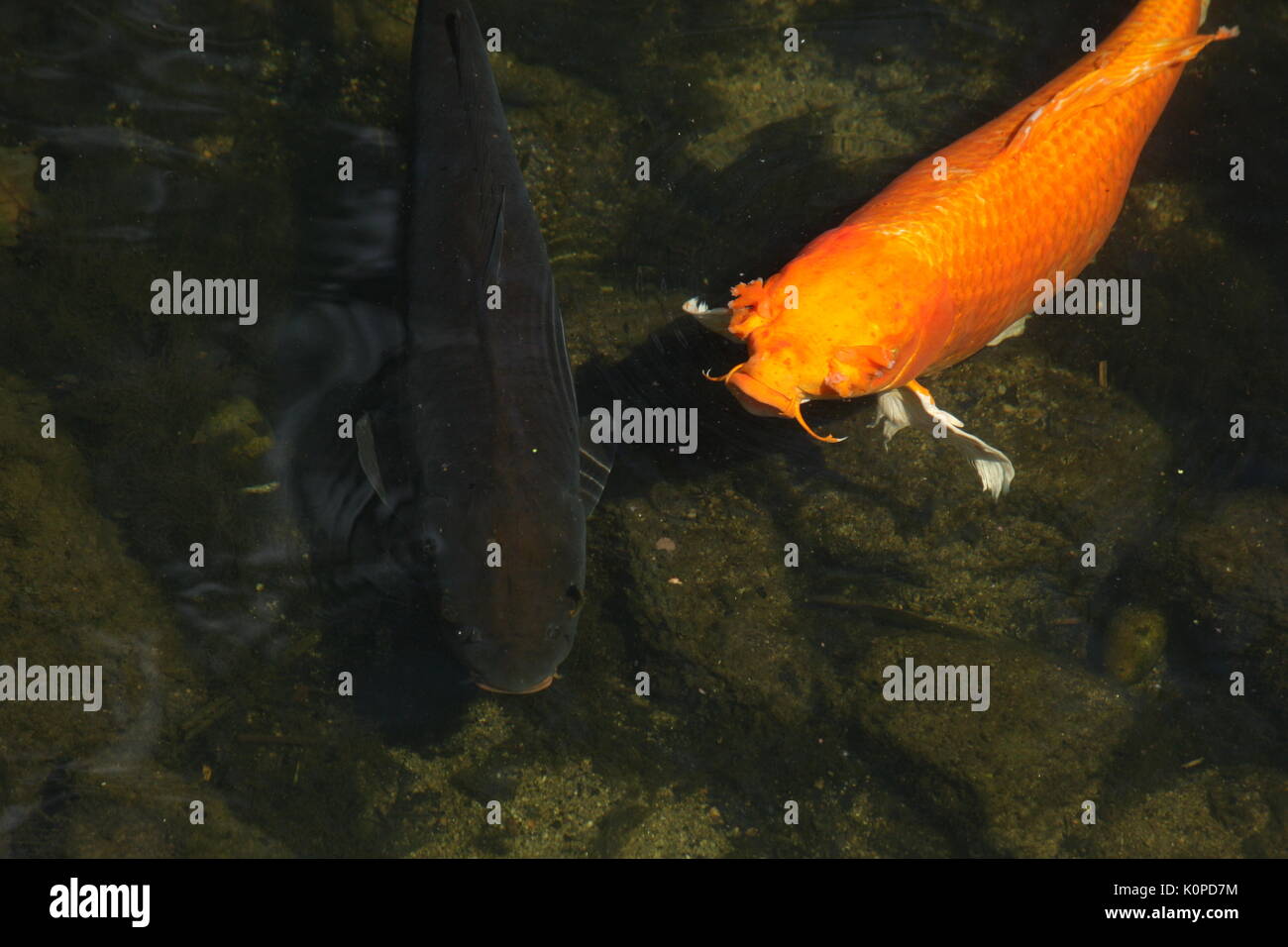 Koi fish in pond Stock Photo - Alamy