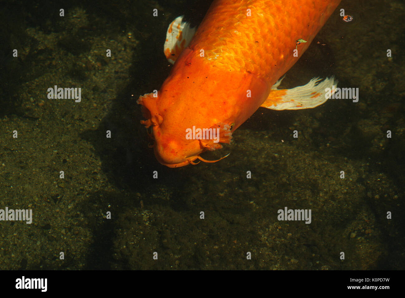 Koi nishikigoi hi-res stock photography and images - Alamy
